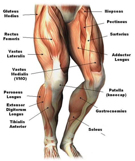 Upper Leg Muscles Names