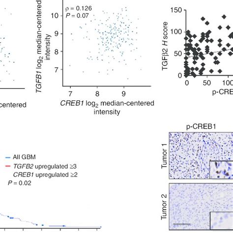 Creb1 Regulates The Autocrine Induction Of Tgfβ2 By Tgfβ A Nucleotide Download Scientific