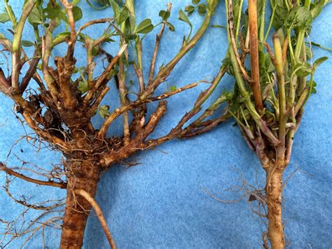 Stem And Plant Density As Predictors Of Alfalfa Yield Umn Extension