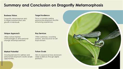 Summary And Conclusion On Dragonfly Metamorphosis Ppt Example Acp Ppt Slide