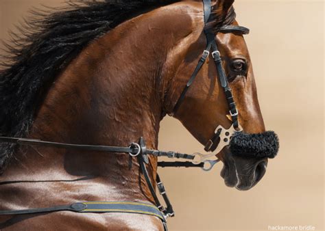 Hackamore Bridle Everything You Need To Know