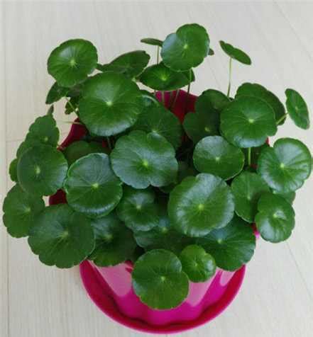 水培铜钱草冬天怎么养 资讯 月季苗