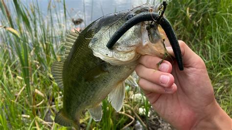 Риболов на бас Youtube