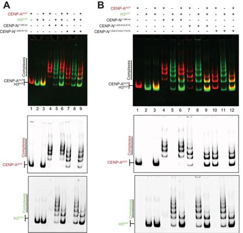 Figures And Data In Decoding The Centromeric Nucleosome Through Cenp N Elife