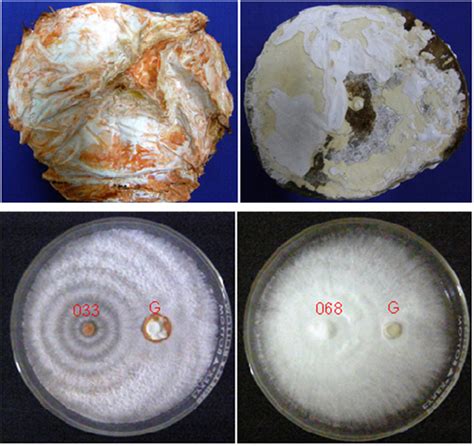 Dual Culture Of Wfa033 Left And Wfa068 Right Isolates And Ganoderma Download Scientific