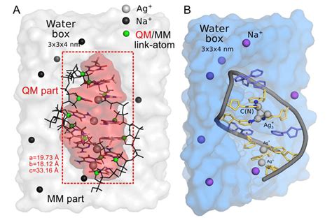 A Dna Ag Equilibrium Hairpin Model Structure Obtained By Qmmm