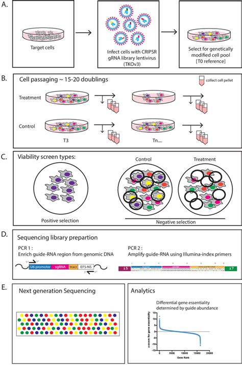 Pooled Crispr Based Genetic Screens In Mammalian Cells Scientific