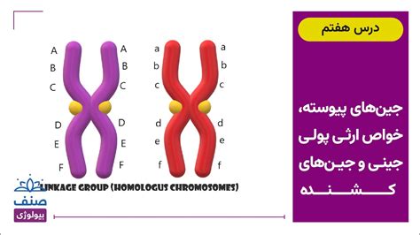 صنف بیولوژی صنف دوازدهم درس 7 جین‌های پیوسته، خواص ارثی پولی‌جینی