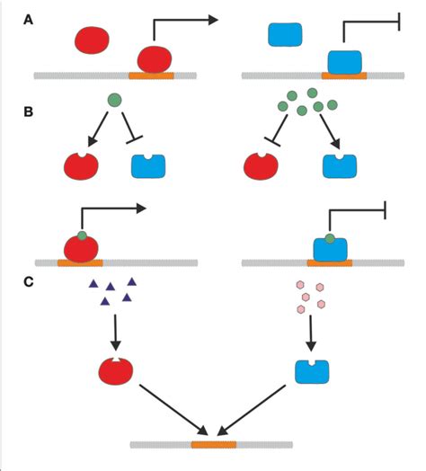 Figure 1 From The Promoter Toolbox For Recombinant Gene Expression In