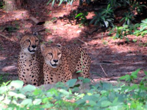 Two Cheetahs Smithsonian Photo Contest Smithsonian Magazine
