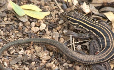 7 8 wrapping up sex and the single whiptail lizard the evolution and