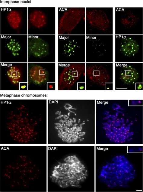 Major And Minor Satellite Specific Marks In Interphase And Metaphase Download Scientific