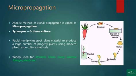 Clonal Propagation Introduction Techniques Factors Applications And