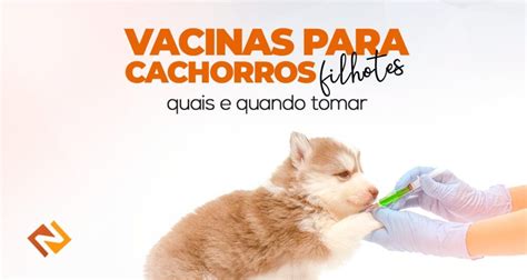 Vacinas Para Cachorros Filhotes Quais E Quando Tomar Ninovet