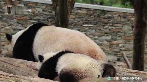 熊猫母子同款睡姿像等比例缩放手机新浪网
