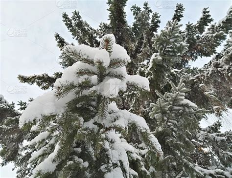 覆盖着雪帽的云杉树枝城市里的冬季森林素材 花瓣网