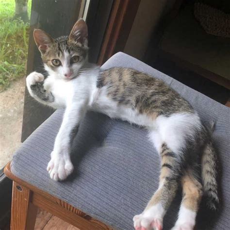 保護猫のななこちゃん里親さん募集中です NPO法人ドリームキャット