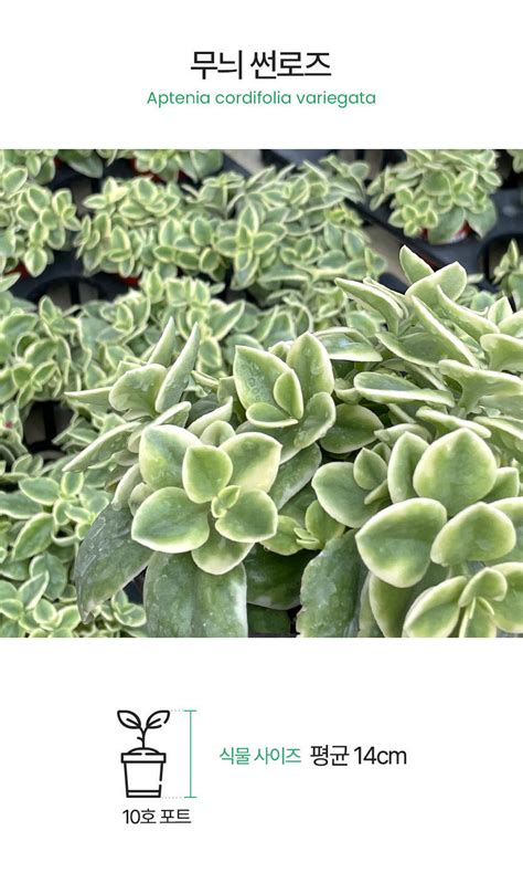 식물 무늬썬로즈 소형 다육이 식물 모종 인테리어 화분 오늘의집 쇼핑