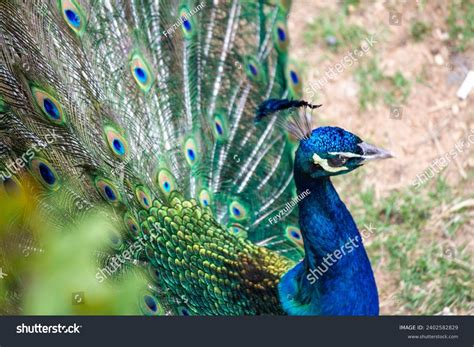 Peacock Day Time Photos Images And Pictures Shutterstock