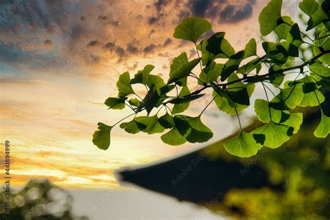 Foto de さわやかな夕暮れに映える青イチョウの葉陰の美しい風景 do Stock Adobe Stock