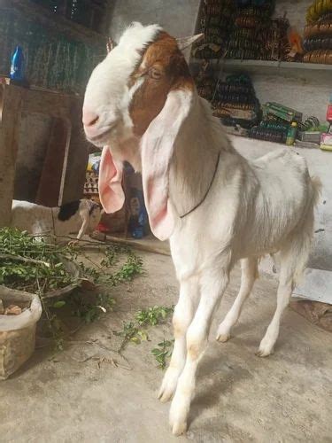 Male White Gulabi Goats Eid Null At Rs 25000piece In Kota Id