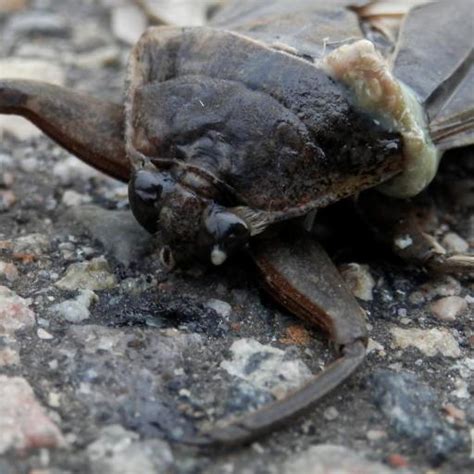 Lethocerus Insect Identification Guide Habitat And Facts