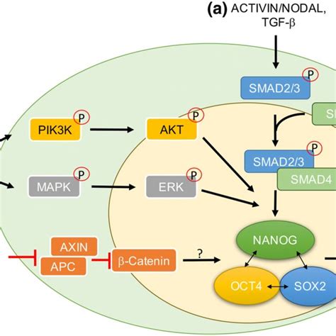 Signaling Pathways In Human Pluripotency Maintenance In Hpscs A Download Scientific Diagram