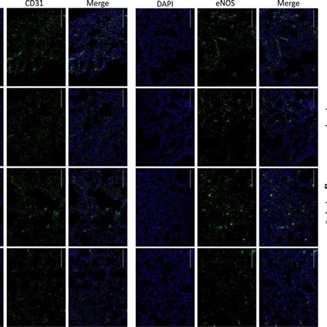 Protective Effects Of Tcs In Ards Mouse Models A He Staining Of Mice