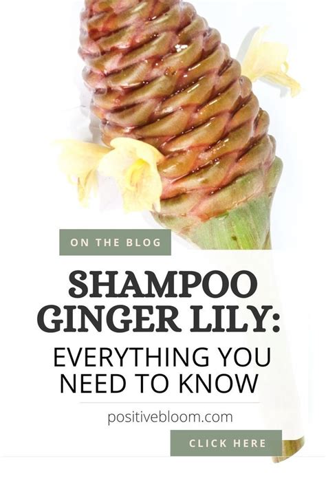 Shampoo Ginger Lily Everything You Need To Know Artofit