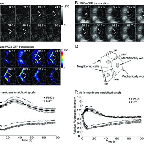 Flow Chart Of Proteomic Analysis The Primary Goals Of Proteomics Are Download Scientific