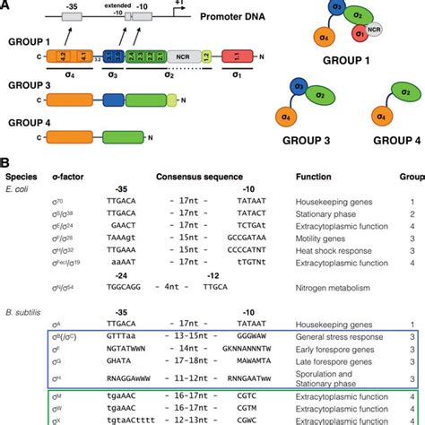 Pdf A Sigma Factor Toolbox For Orthogonal Gene Expression In Escherichia Coli
