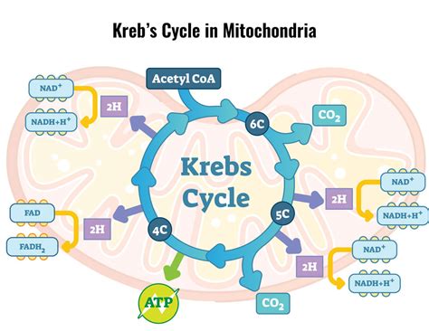 Krebs Cycle And Electron Transport Chain