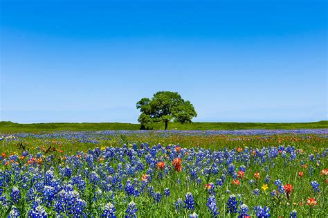 Texas Wildflowers Photograph By Jeremy Stack Fine Art America