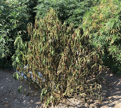 Fusarium Crown Rot Usu