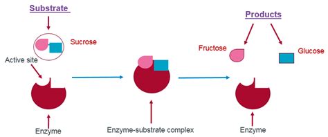 Principle Of Enzyme Action Download Scientific