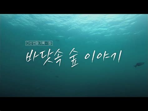 Kbs제주 보물섬 바닷속 숲 이야기 살 수 없는 바다 해양시민과학센터 파란