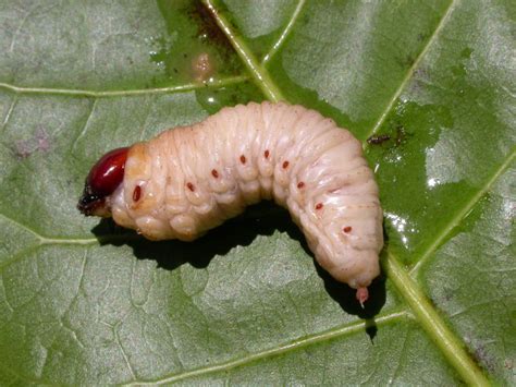 Gusanos Blancos Cómo Identificarlos Y Eliminarlos Eficazmente
