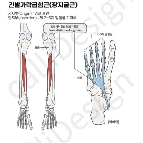 함께근육공부 시즌2 근육별기시정지 긴발가락굽힘근장지굴근기시정지 캘리디자인 메디컬일러스트와 함께 차근차근 근육공부 해보아요~ 시즌1 근육별 명칭은 함께근육공부pdf
