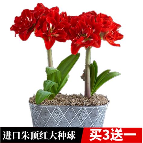 荷兰重瓣朱顶红种球盆栽室内外庭院阳台四季易活开花不断植物花卉 虎窝淘