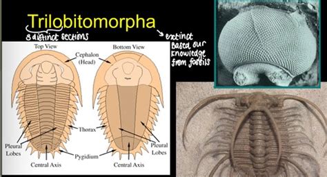 An Introduction To The Arthropoda 5 Read Flashcards Quizlet