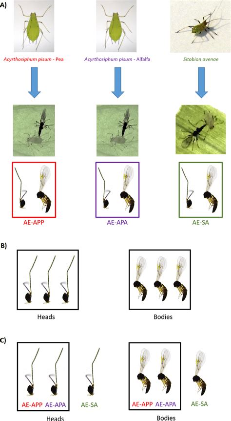 Sampling Design For Rna Sequencing And Differential Expression Analysis