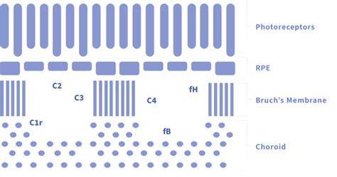 Explore The Complement System Retina Today