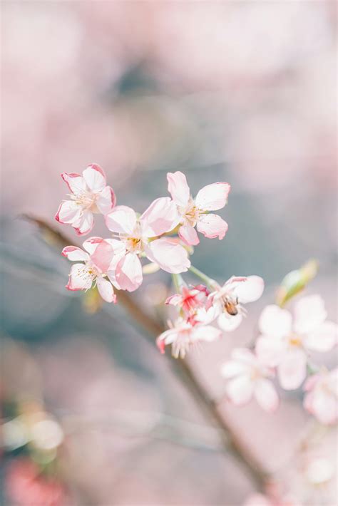 경치 경치가 좋은 계절 고요한 꽃 꽃 장면 꽃무늬 꽃이 만발한 나무 꽃이 피는 꽃잎 나무 낭만적인 만개 밑에서부터 벚꽃 봄 봄 기간 부드러운