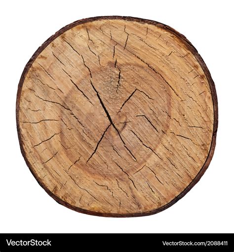 Wood Texture Of Cutted Tree Trunk Royalty Free Vector Image