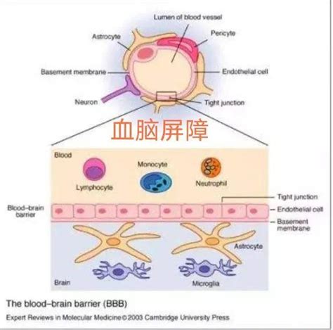 人类思维进化史：神经系统内部的试探性对话
