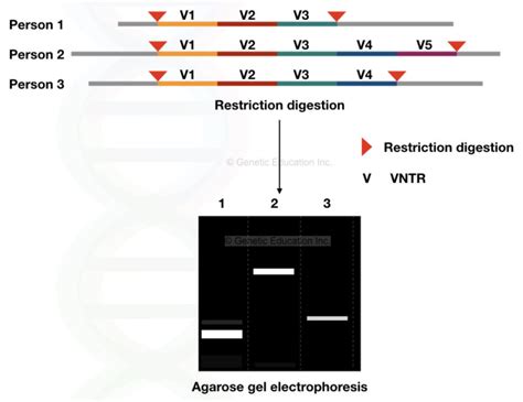 Dna Fingerprinting Definition Steps Methods Applications Biology