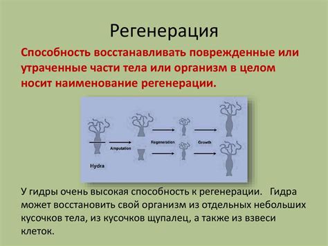 Размножение гидроидных. Регенерация - презентация онлайн