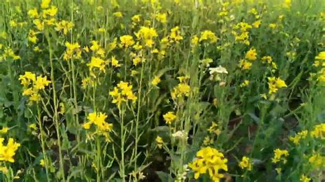 আপন মামা আমাকে ও মাকে একসাথে ফেলে লাগালো বাংলা চুদাচুদি Youtube