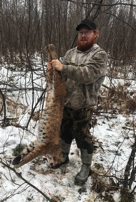 Wisconsin Bobcat Hunting — Spruce River Guide Service