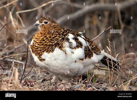 Portrait Of Willow Ptarmigan Female With Spring Plummage Denali